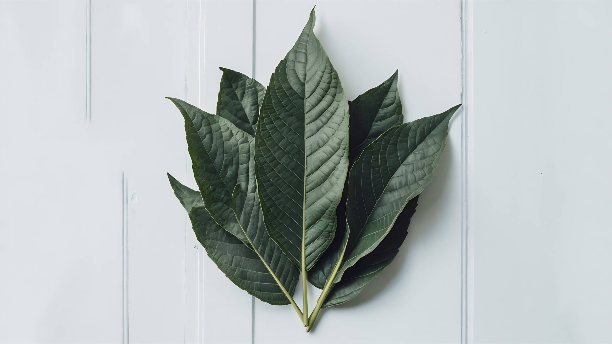 Efectos y Beneficios del Kratom: Guía Completa | Kratom Bird